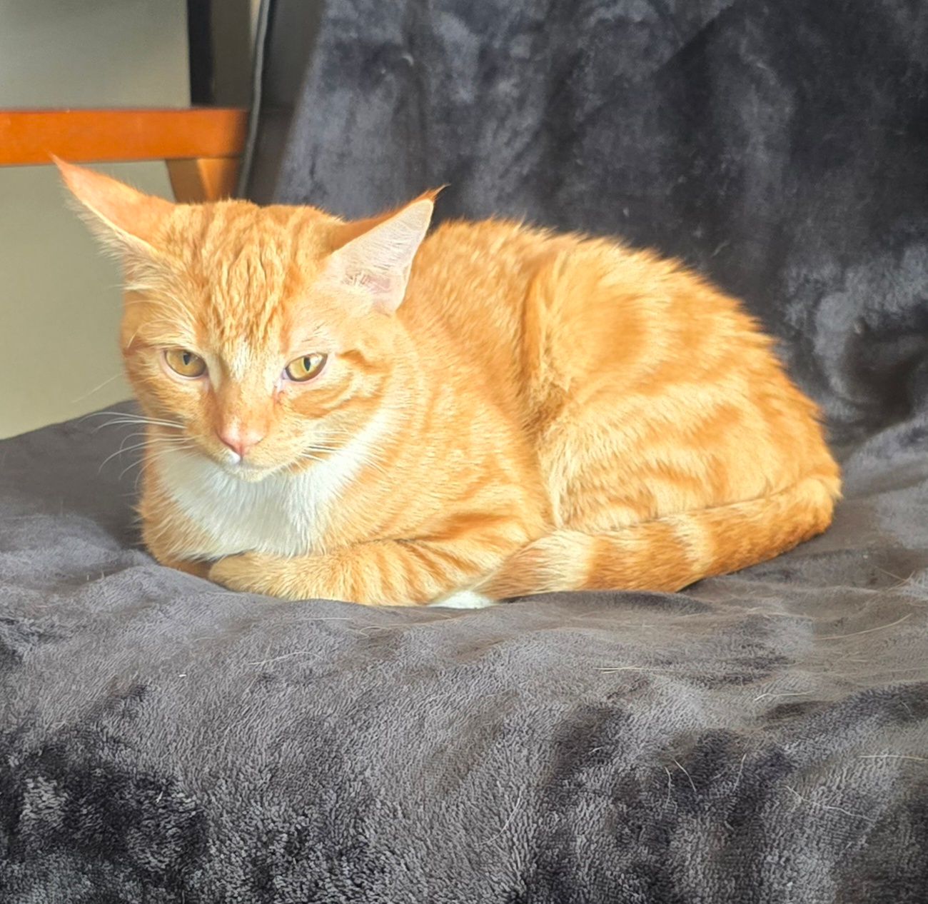 Milka Makes Herself at Home in the Clowder at Cat & Craft