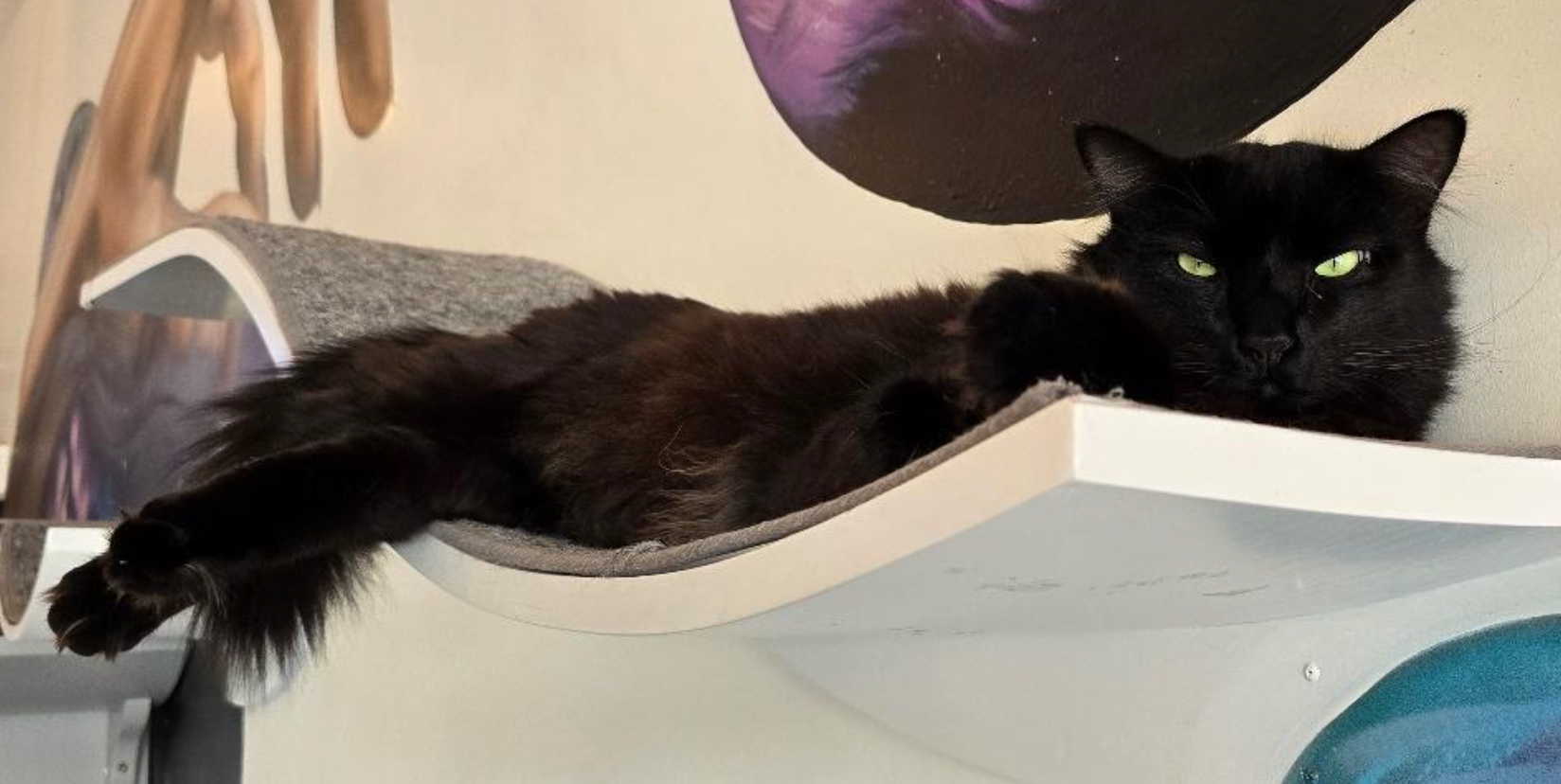 Fuzzball Joins the Cat & Craft Clowder