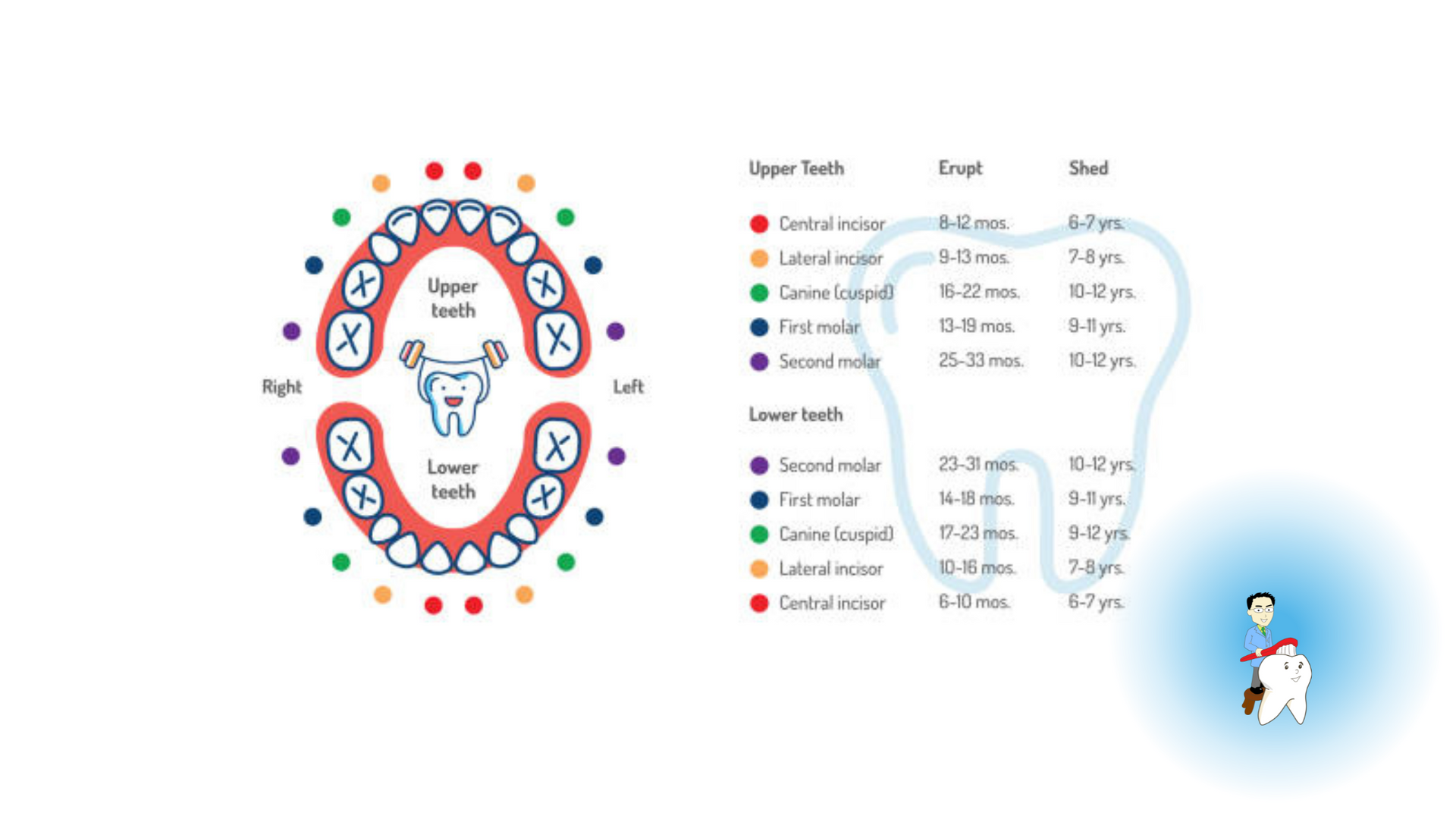 A Parents Guide: Understanding Your Child’s Tooth Eruption Schedule