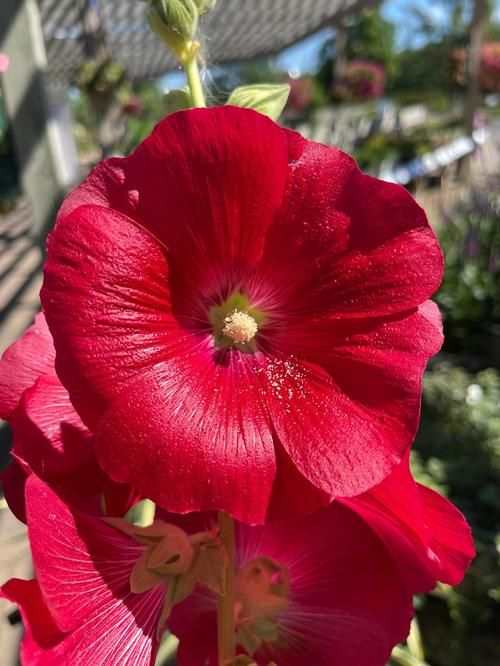 Annuals & Perennials