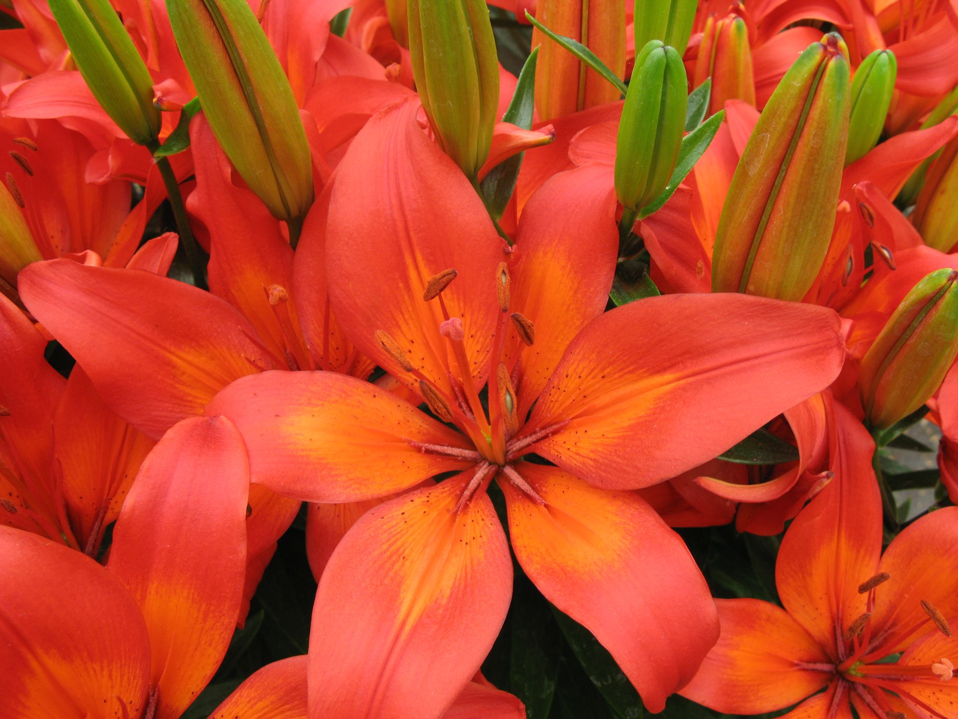 Annuals & Perennials