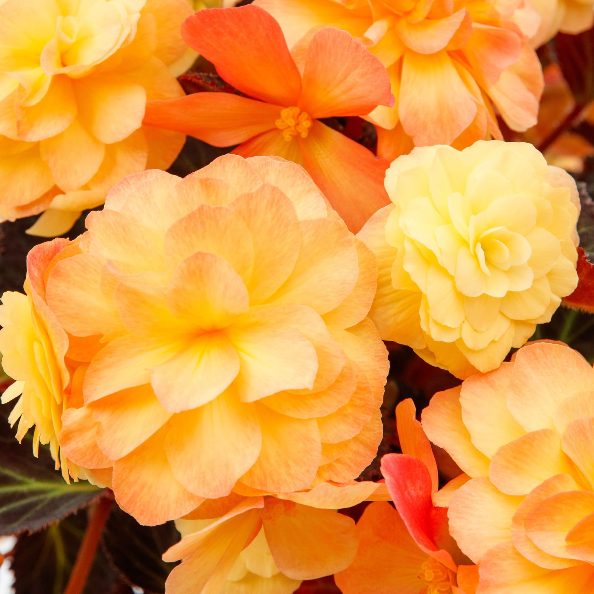 Annuals & Perennials