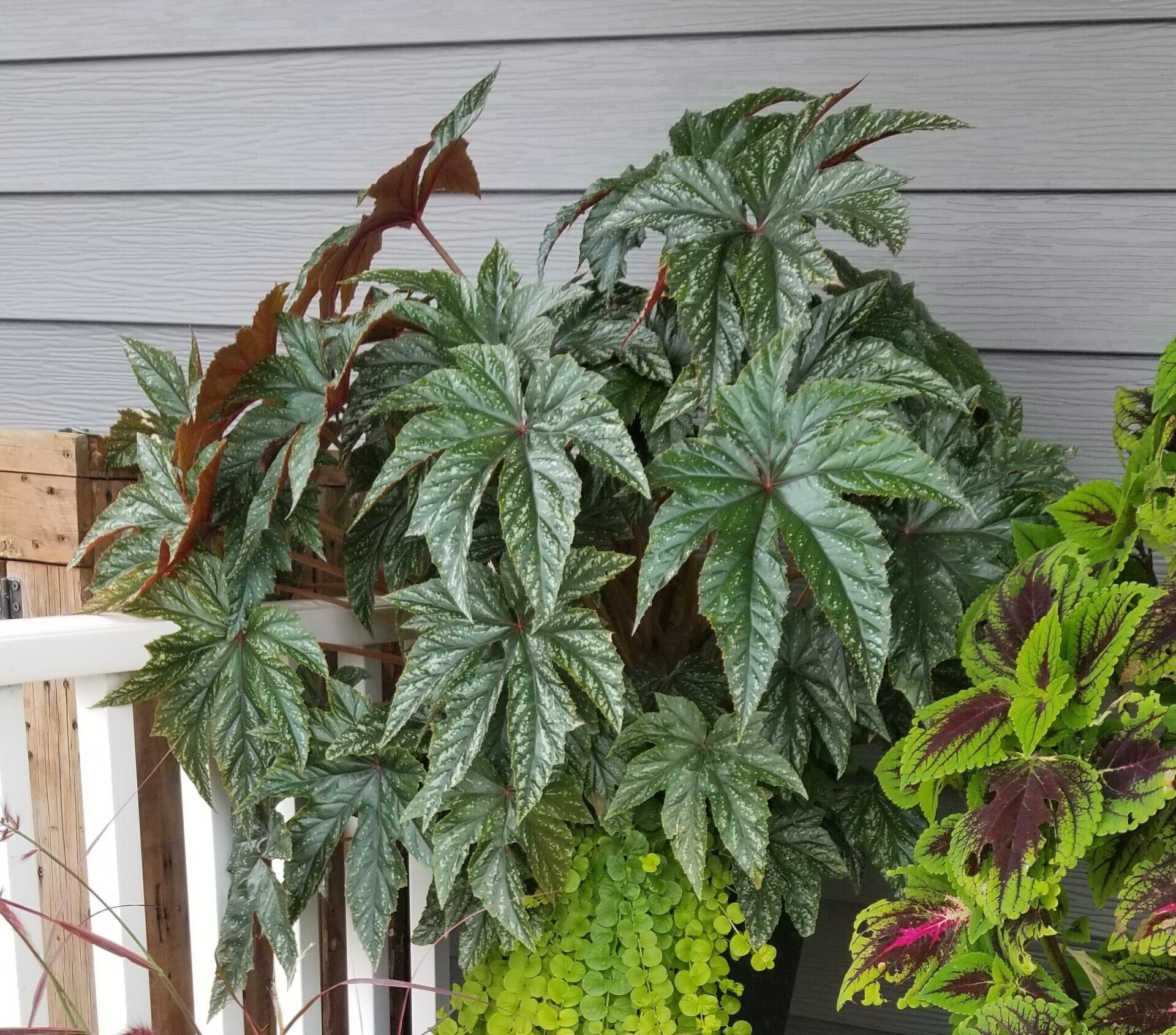 Annuals & Perennials