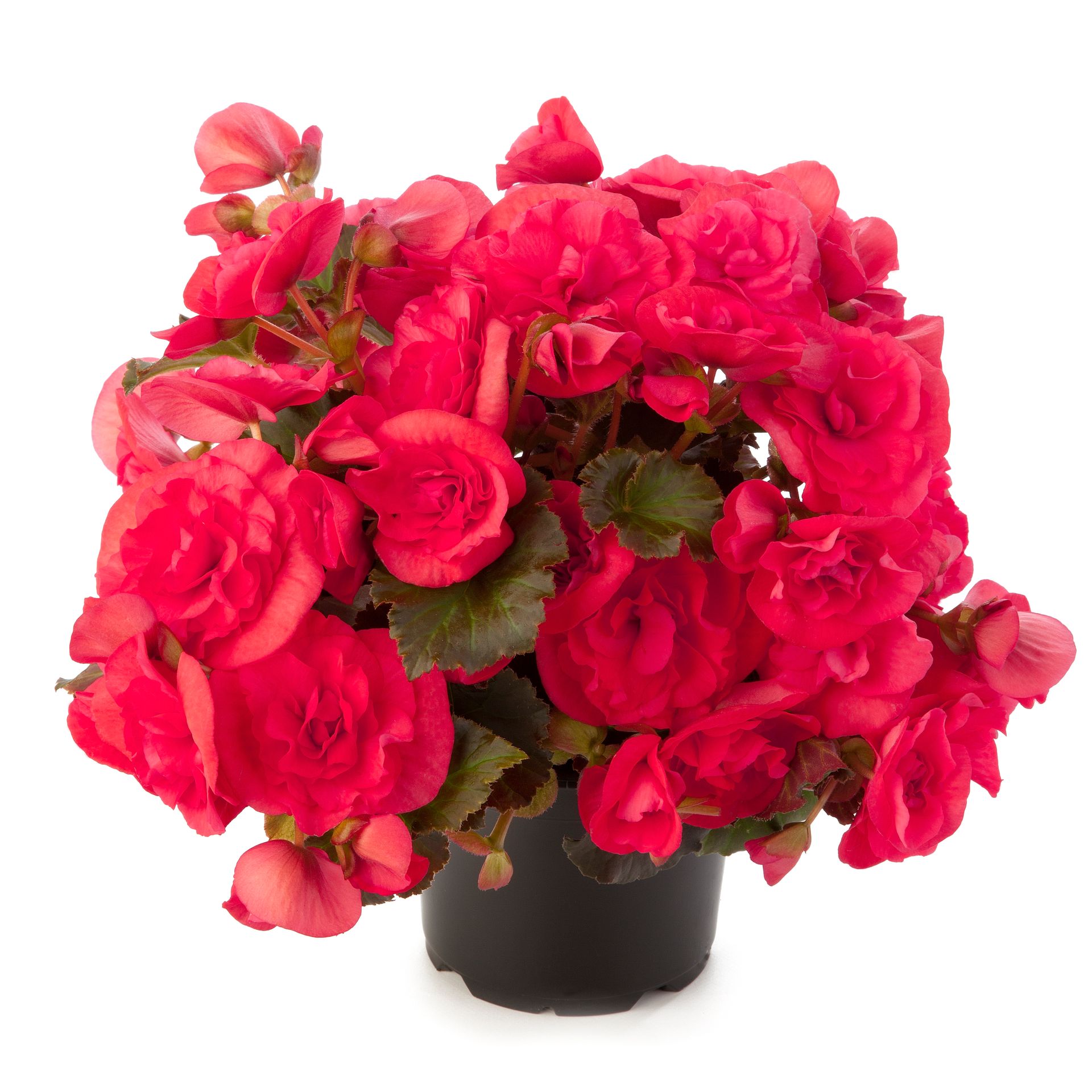 Annuals & Perennials