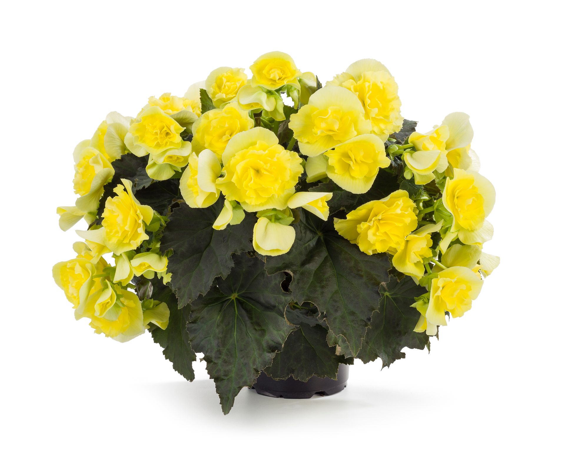 Annuals & Perennials