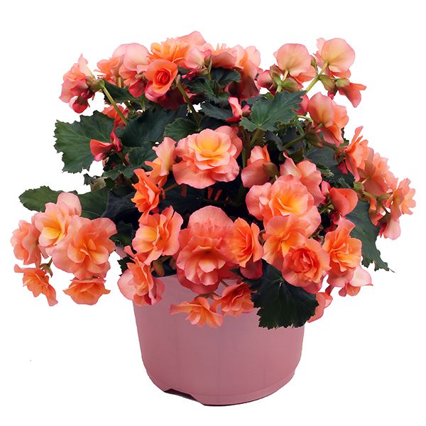Annuals & Perennials