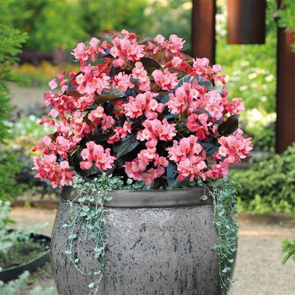 Annuals & Perennials