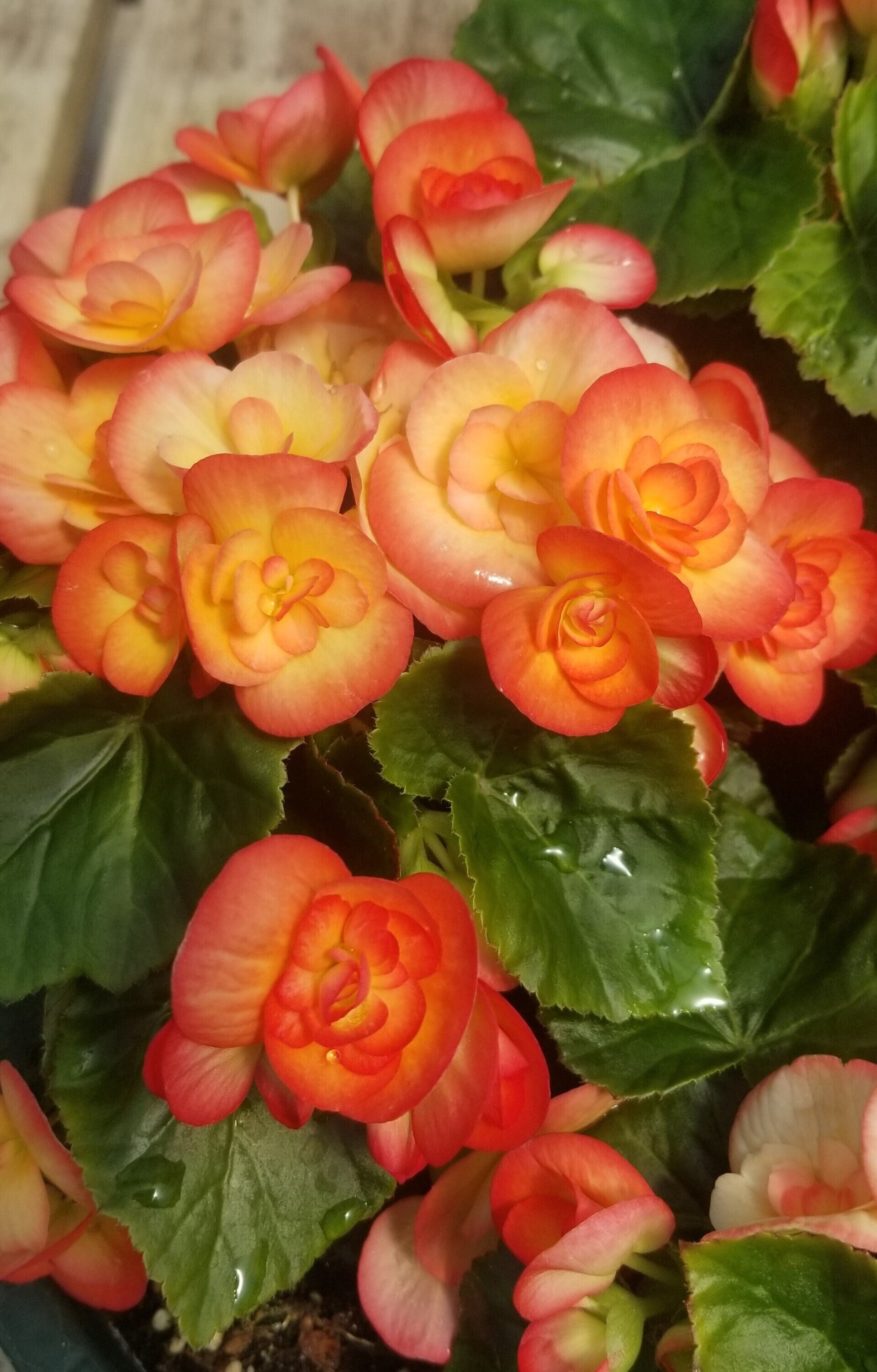 Annuals & Perennials