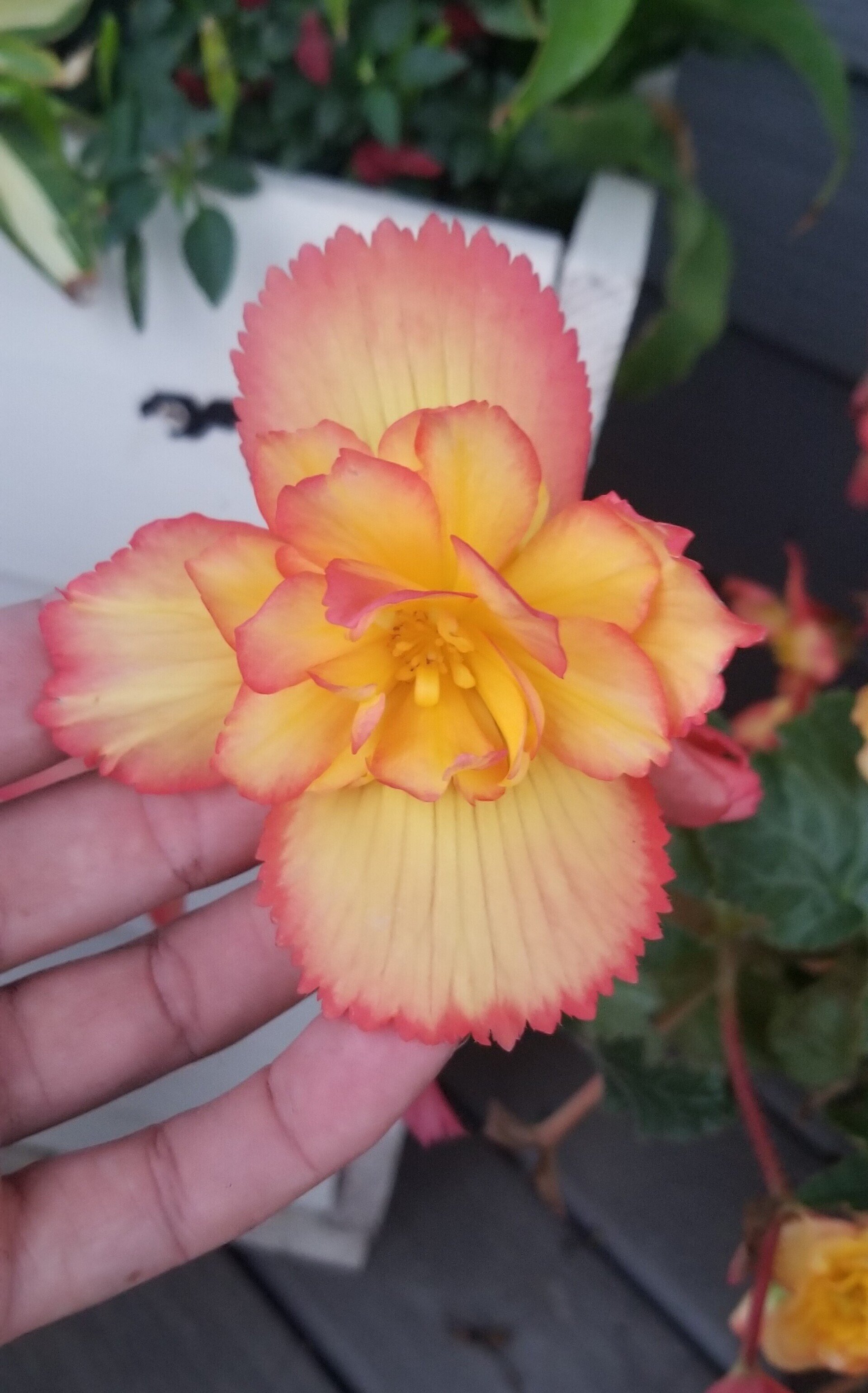 Annuals & Perennials