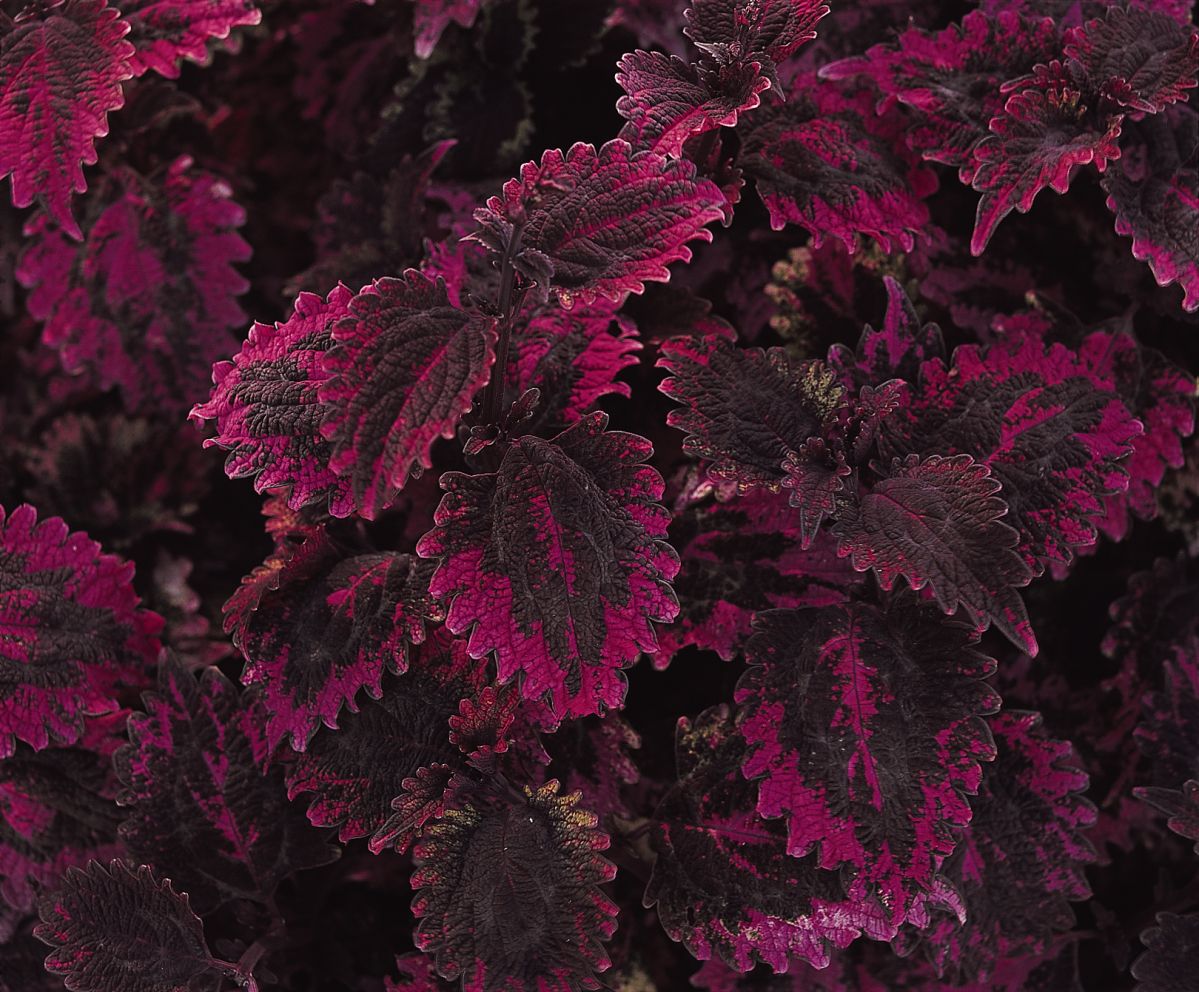 Annuals & Perennials