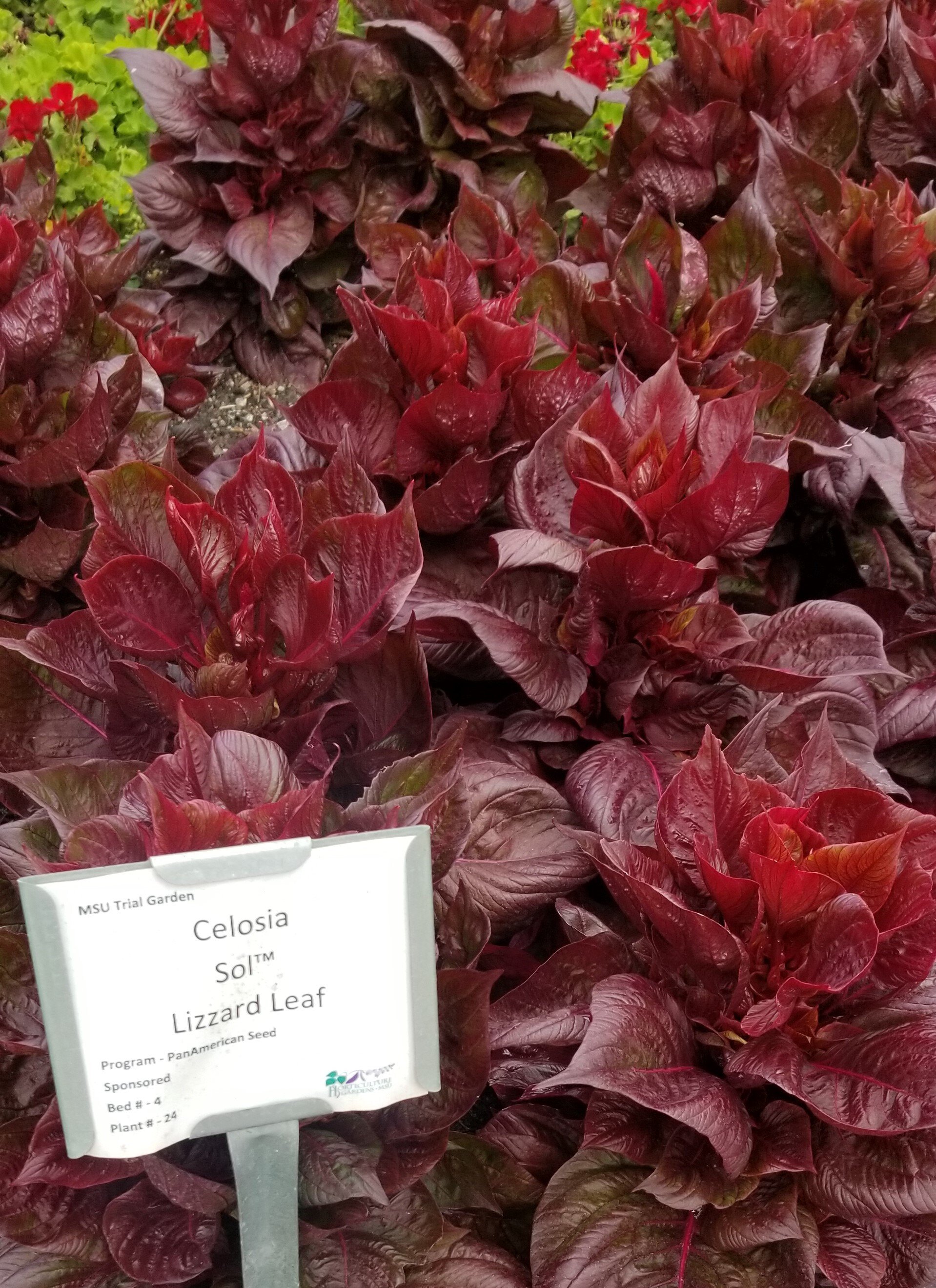 Annuals & Perennials