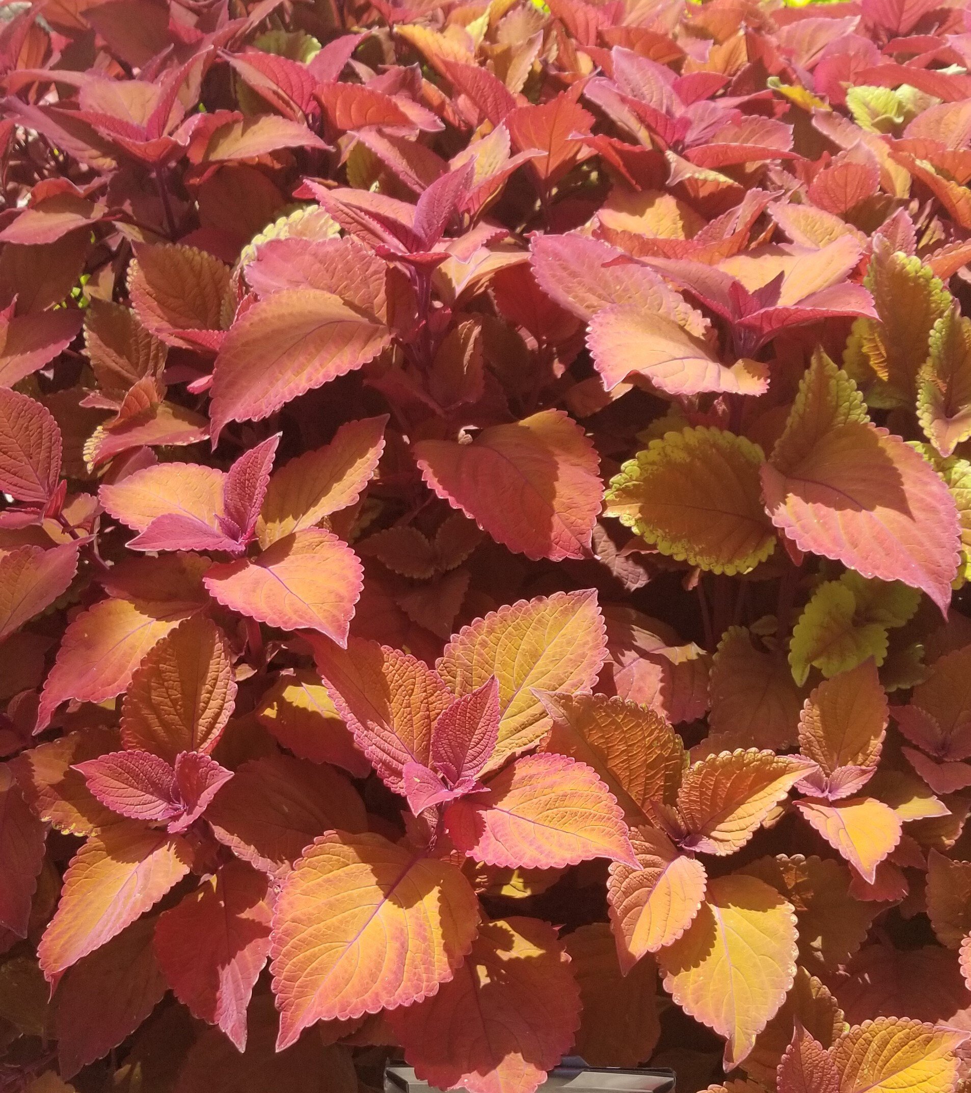 Annuals & Perennials