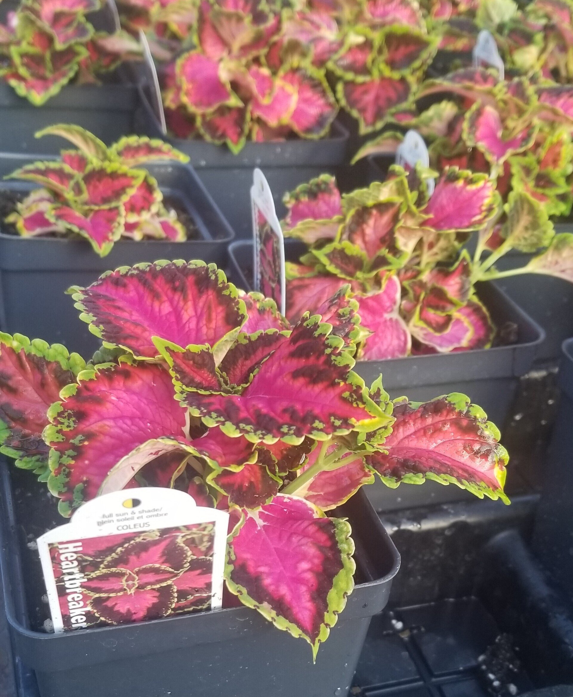 Annuals & Perennials