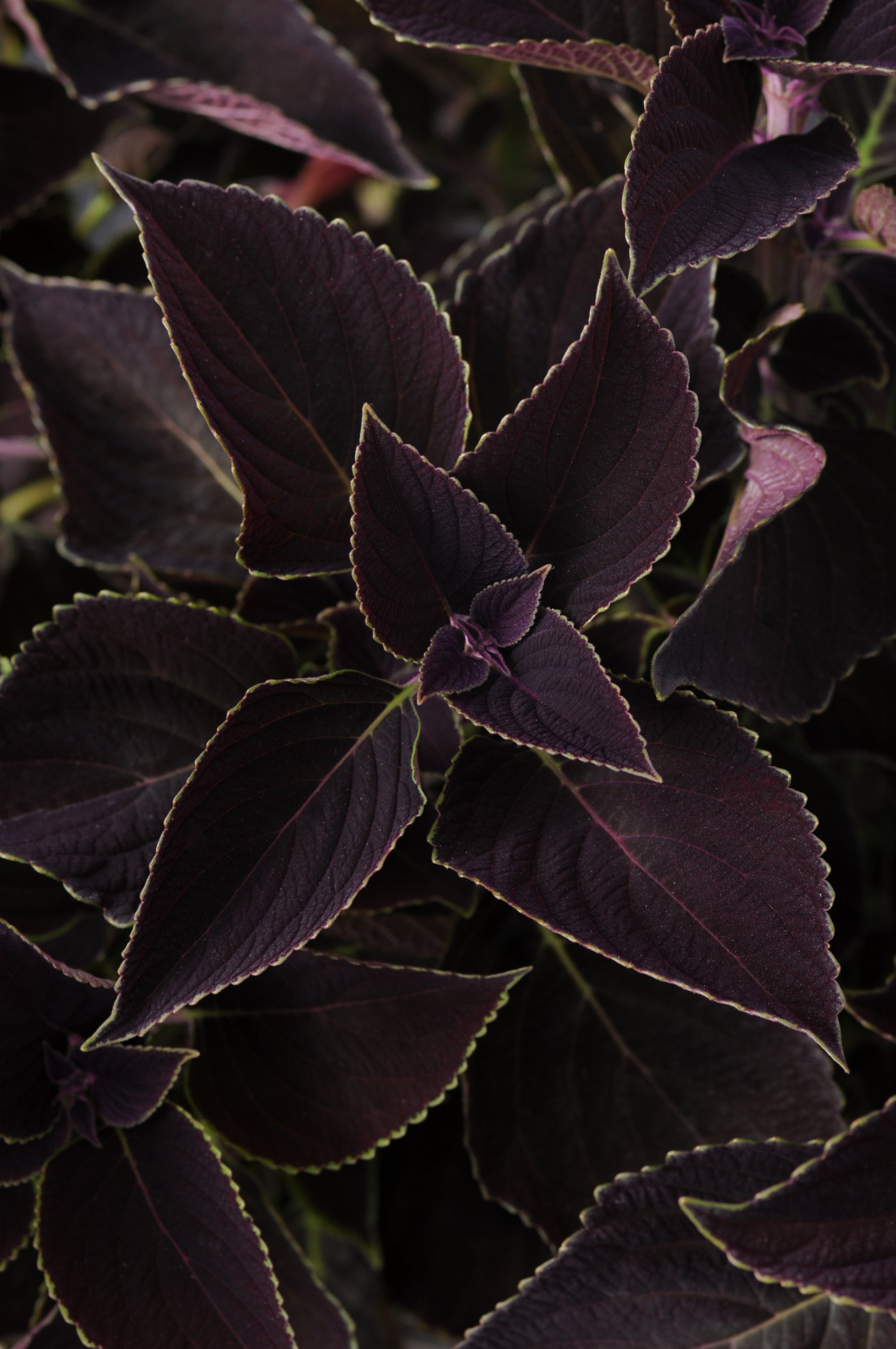 Annuals & Perennials