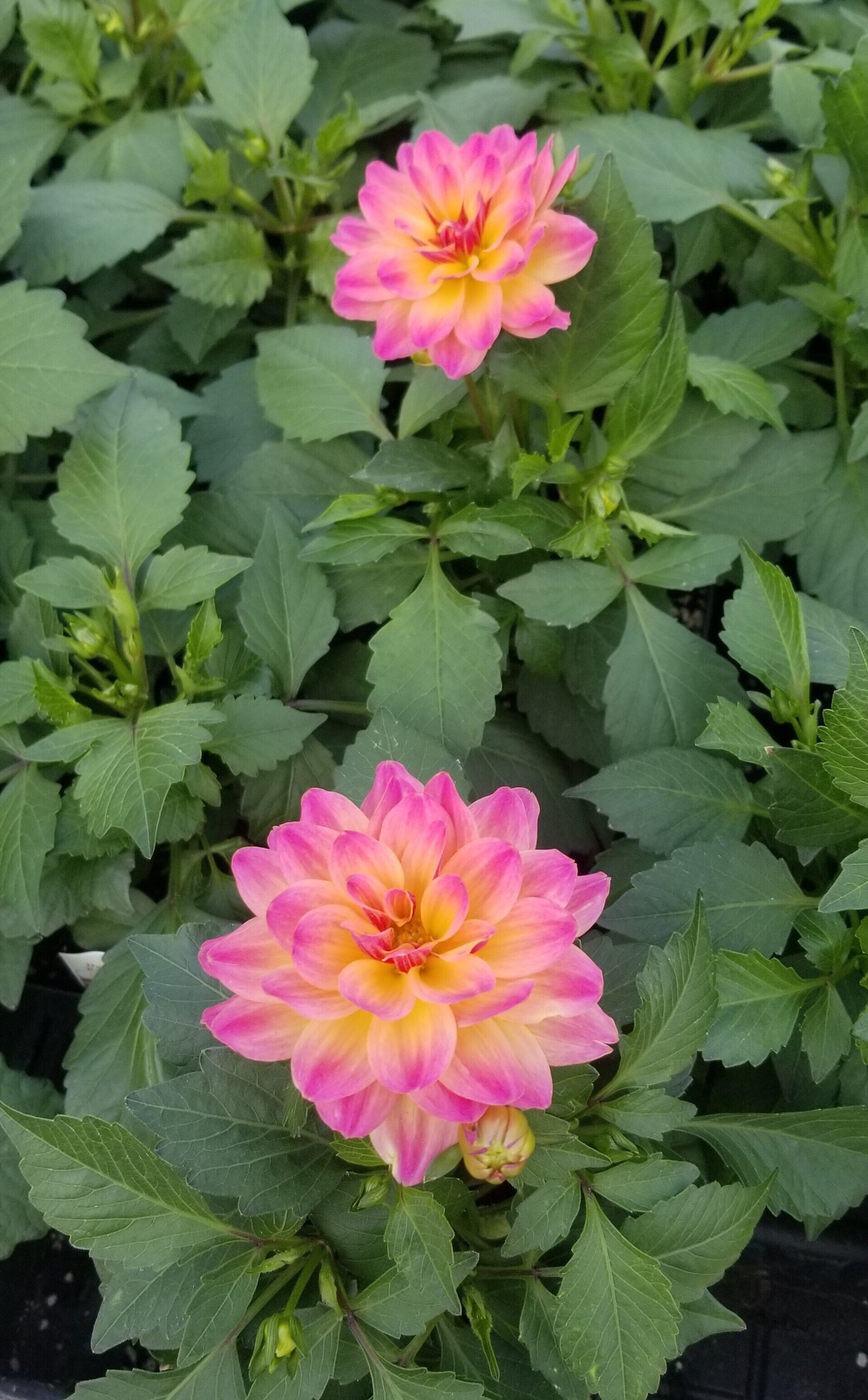 Annuals & Perennials