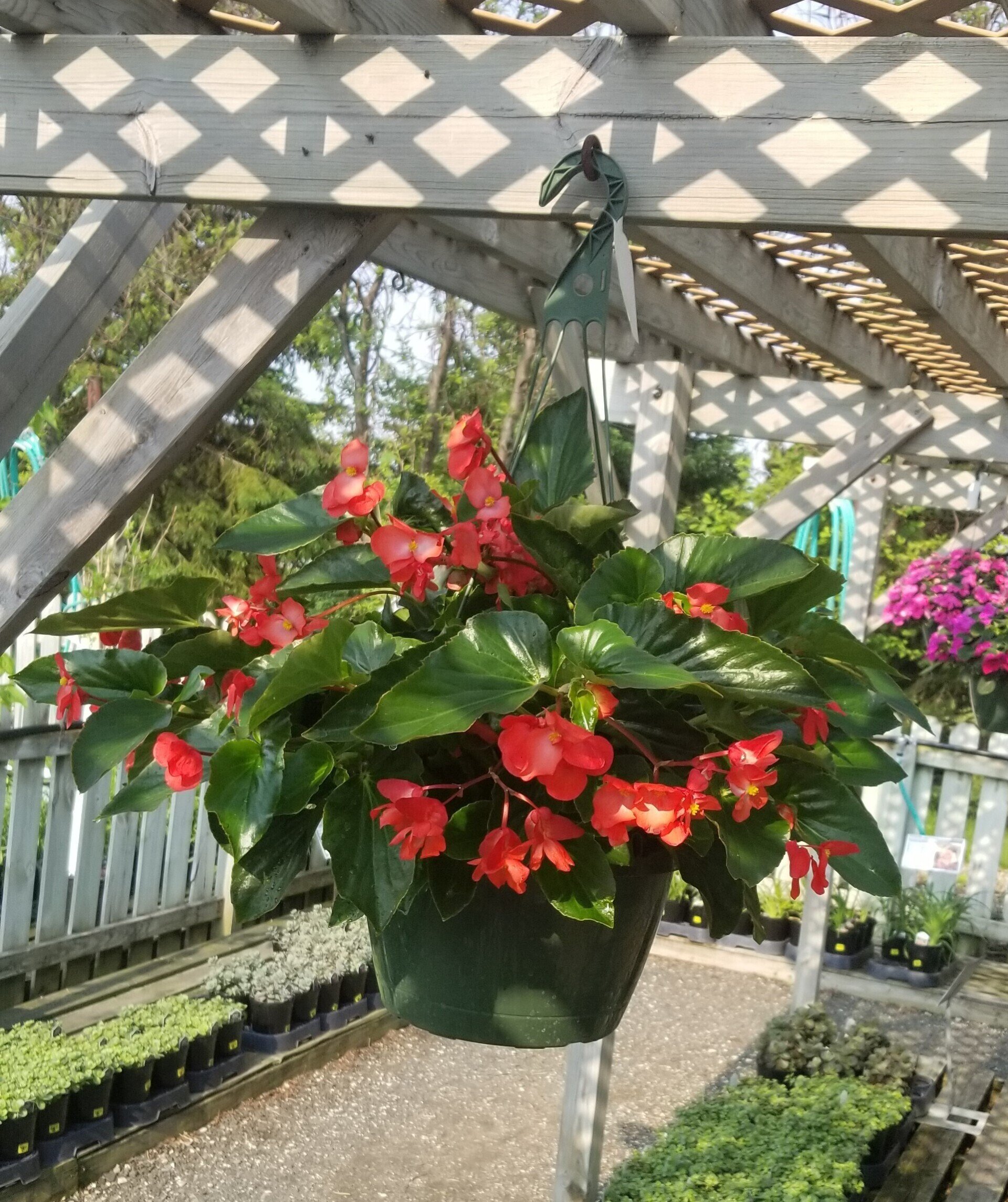 Annuals & Perennials