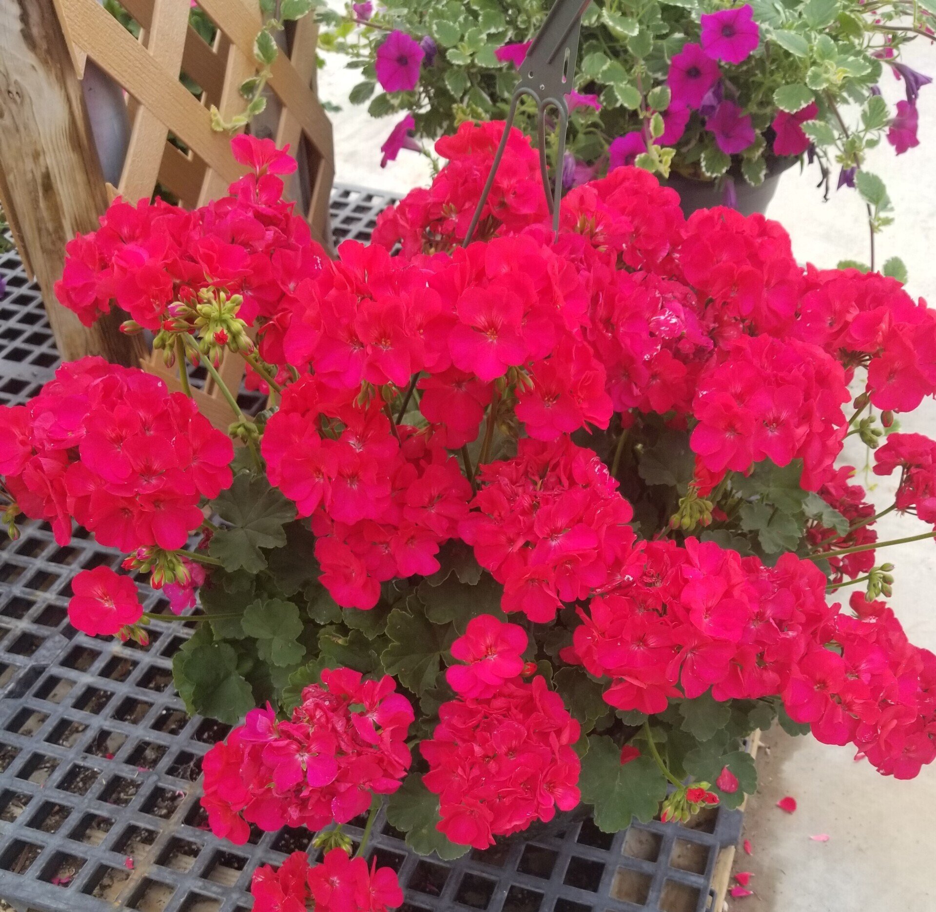 Annuals & Perennials