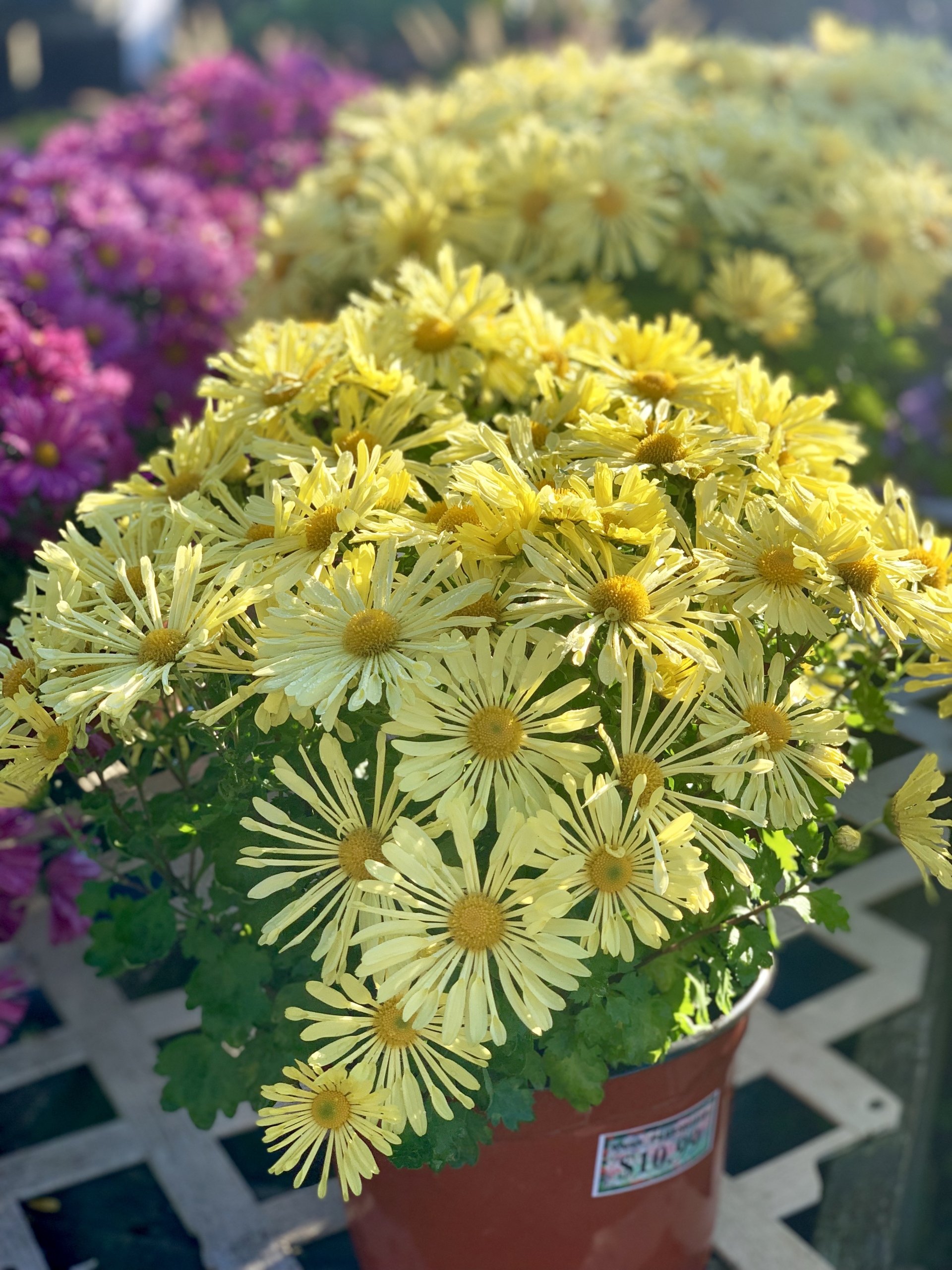 Annuals & Perennials