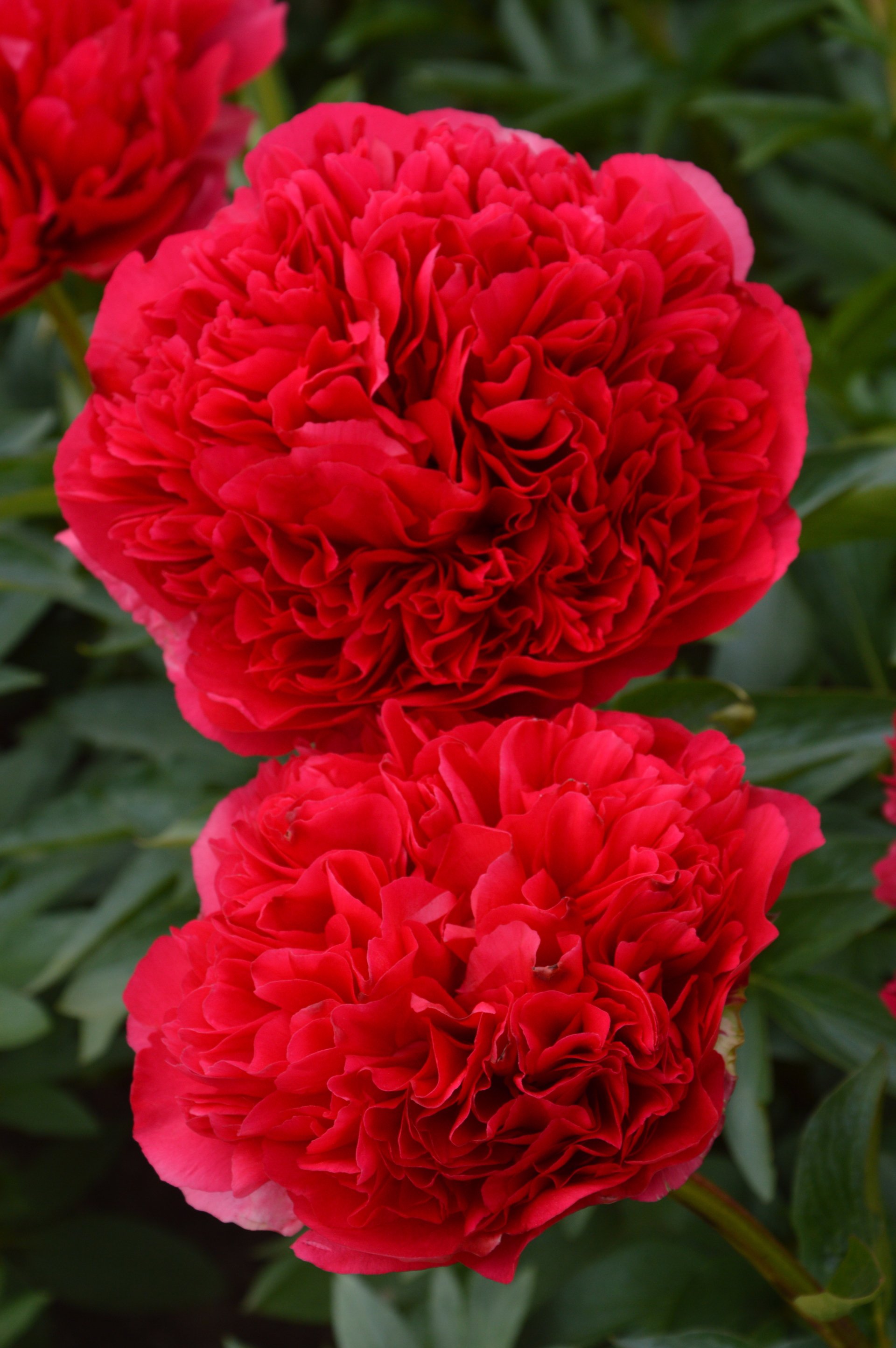 Annuals & Perennials