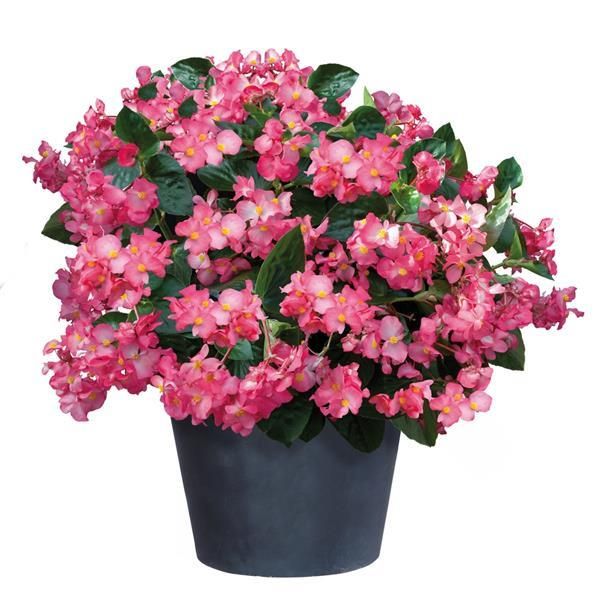 Annuals & Perennials