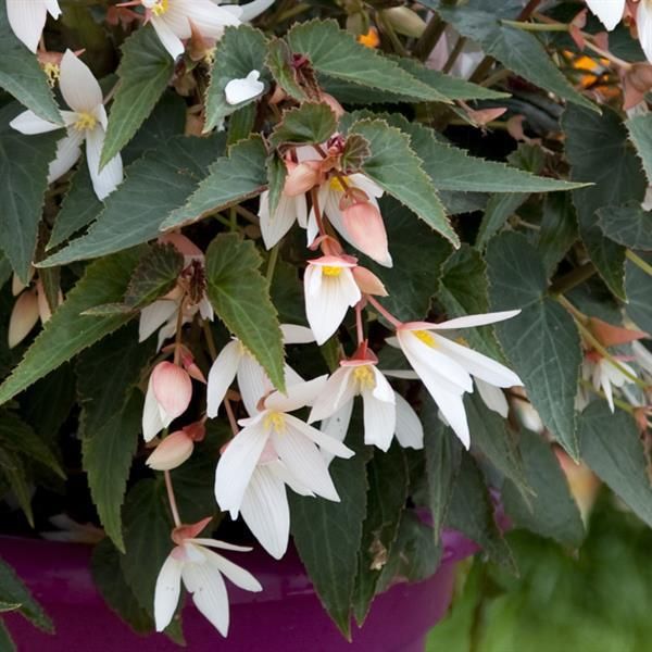 Annuals & Perennials