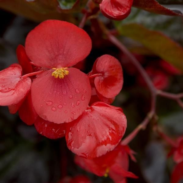 Annuals & Perennials