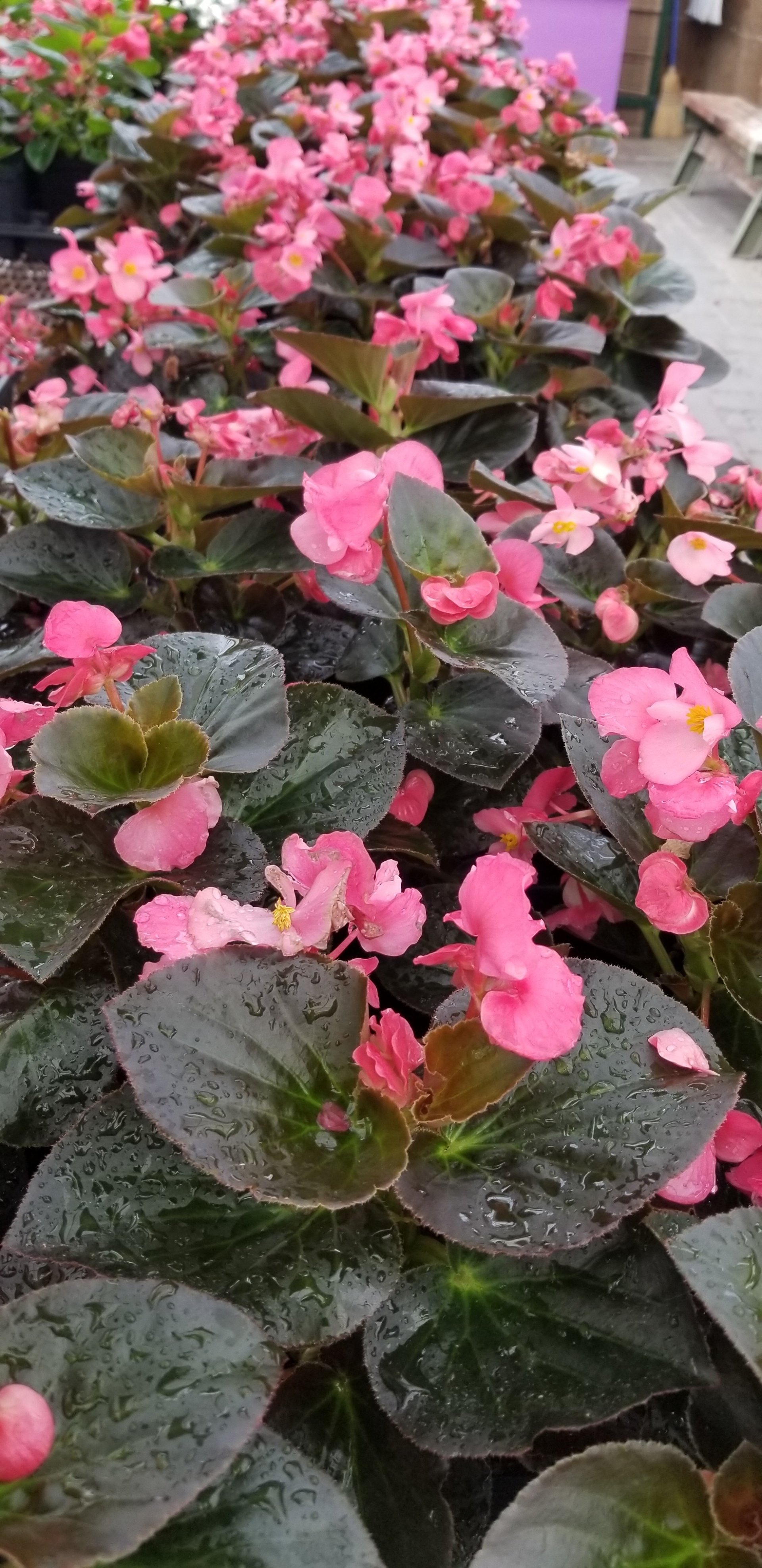 Annuals & Perennials
