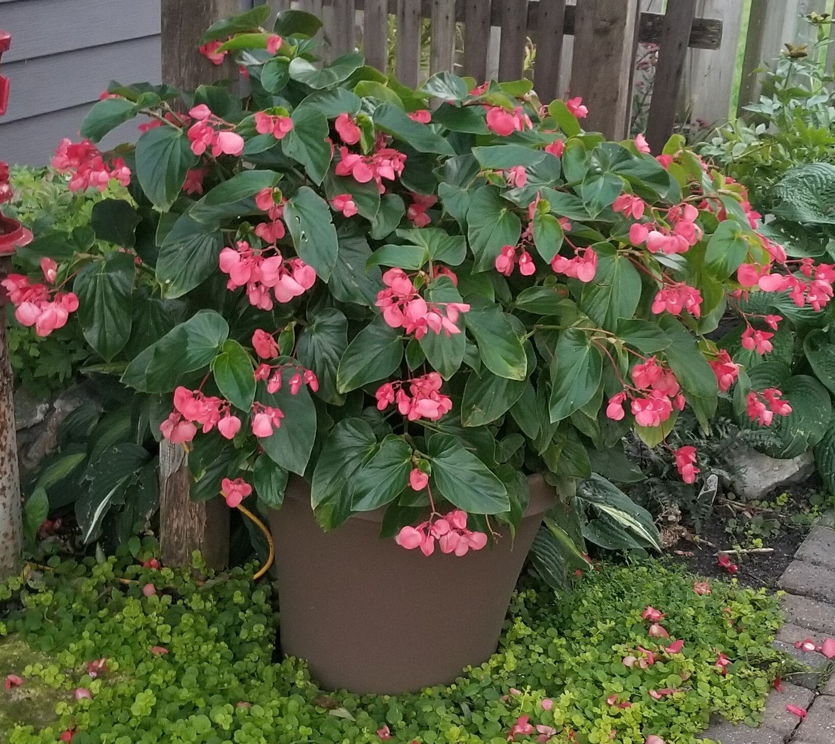 Annuals & Perennials