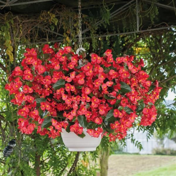 Annuals & Perennials