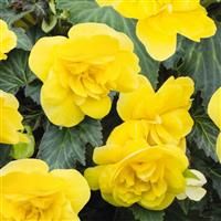 Annuals & Perennials