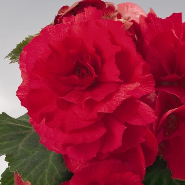 Annuals & Perennials