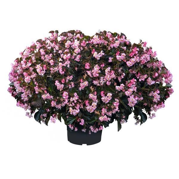 Annuals & Perennials