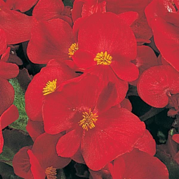 Annuals & Perennials