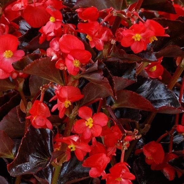 Annuals & Perennials