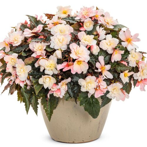 Annuals & Perennials