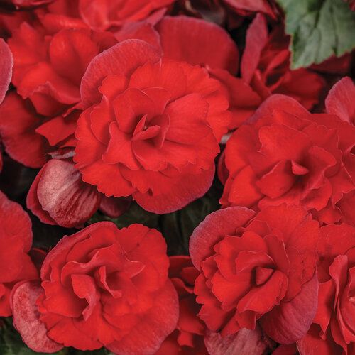 Annuals & Perennials