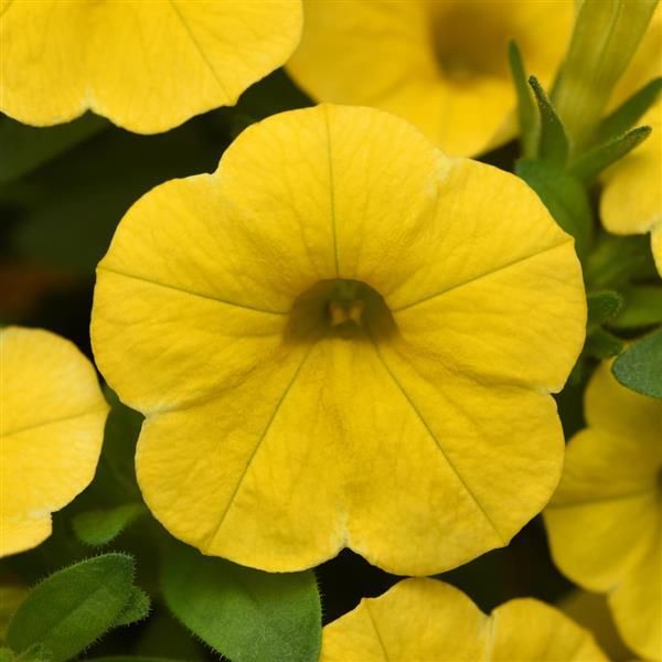 Annuals & Perennials