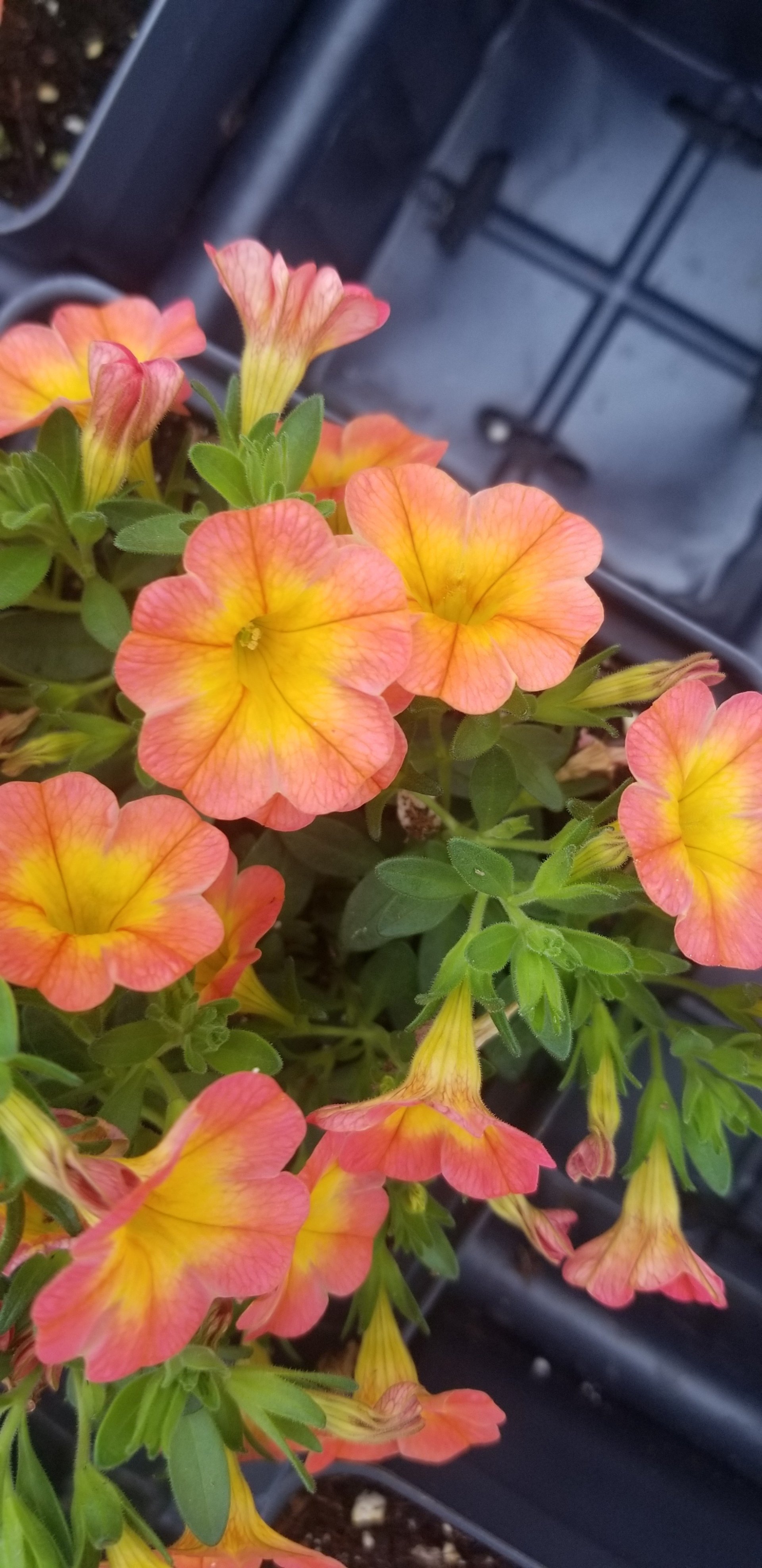 Annuals & Perennials