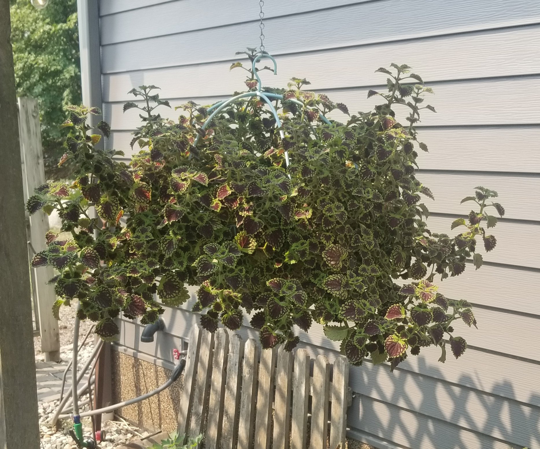 Annuals & Perennials