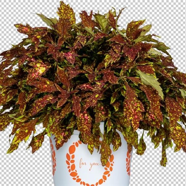 Annuals & Perennials