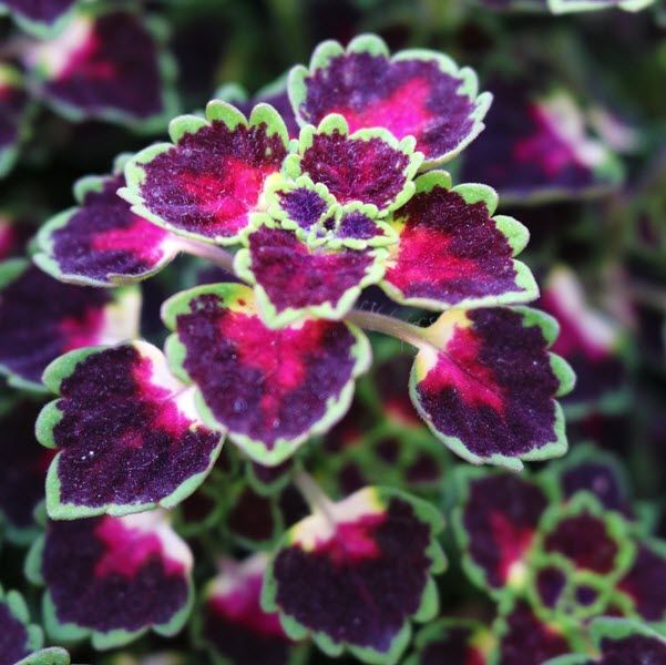 Annuals & Perennials
