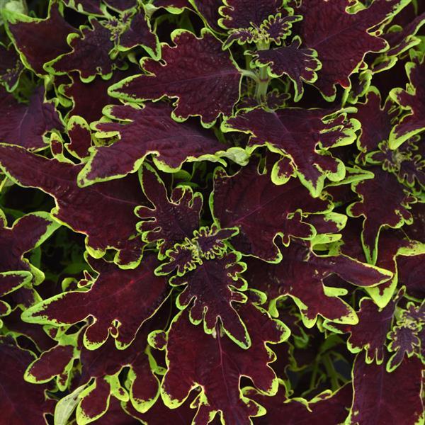 Annuals & Perennials