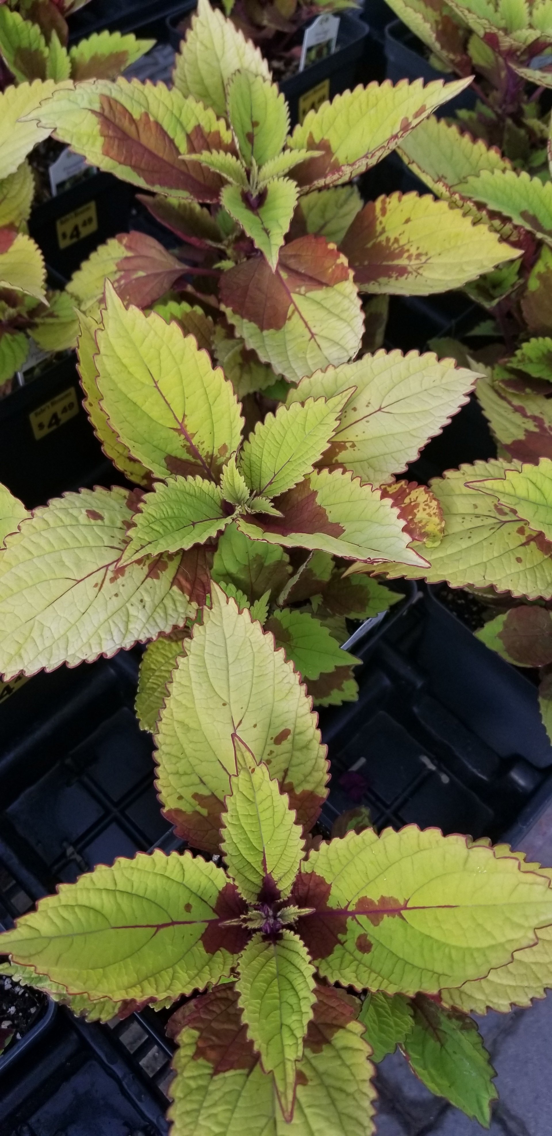 Annuals & Perennials