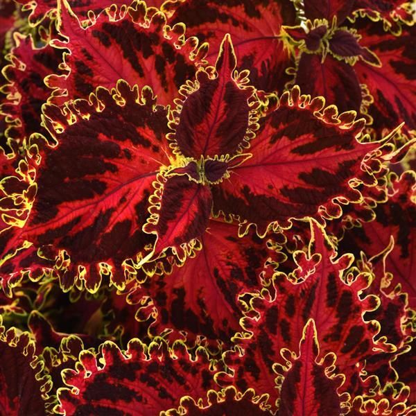 Annuals & Perennials