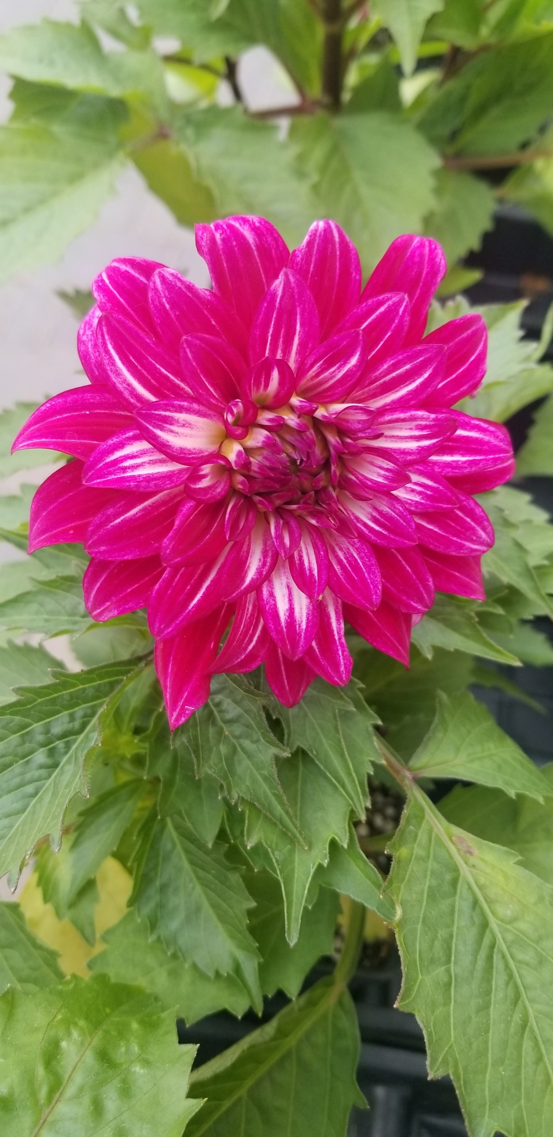 Annuals & Perennials