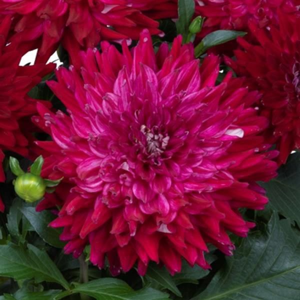 Red Button Dahlia Cost