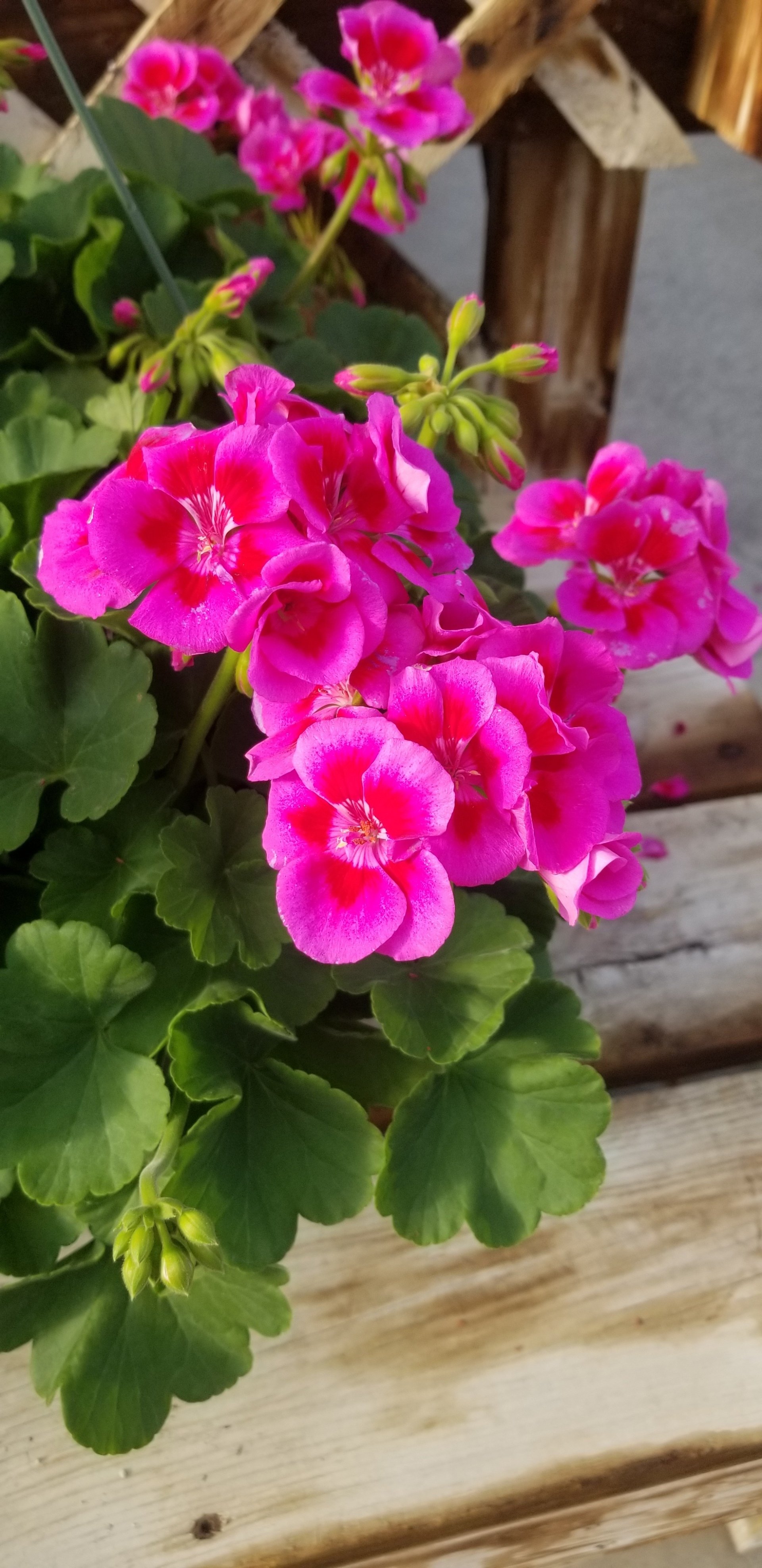 Annuals & Perennials