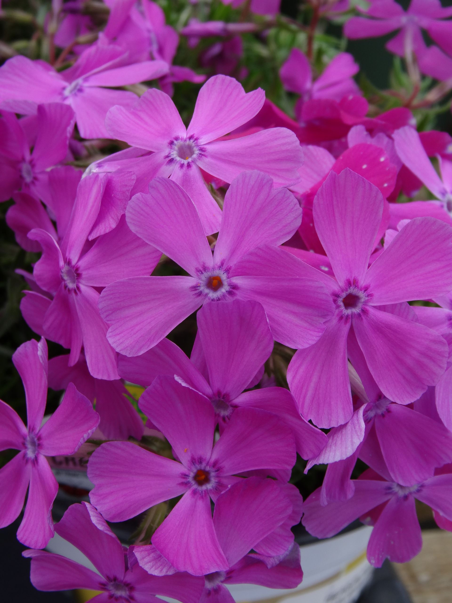 Annuals & Perennials