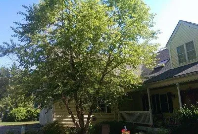 Know the Signs of a Limb that is Ready to Fall