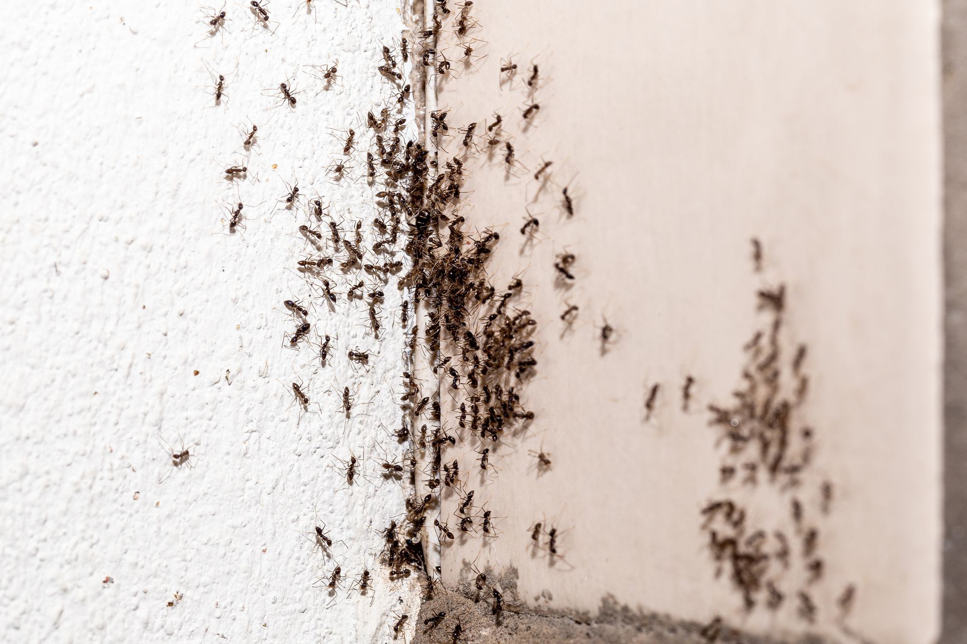 How Do Ants Get in Your House EcoGuard Pest Management